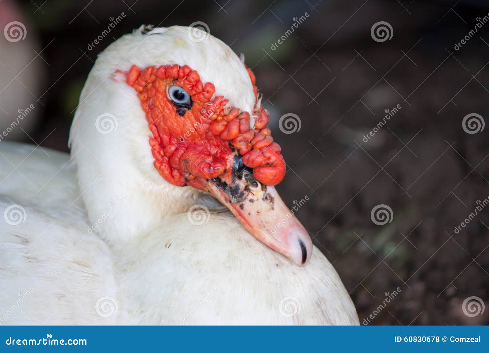 Head of white duck stock photo. Image of fram, beak, ornithology - 60830678
