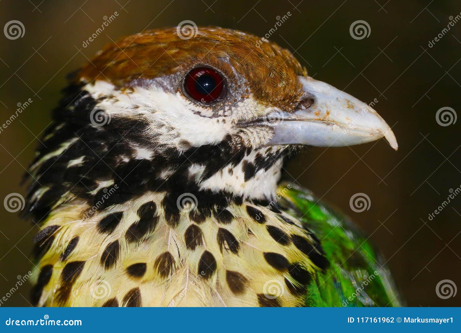 Head of a White-eared Catbird in Profile View Stock Photo - Image of ...