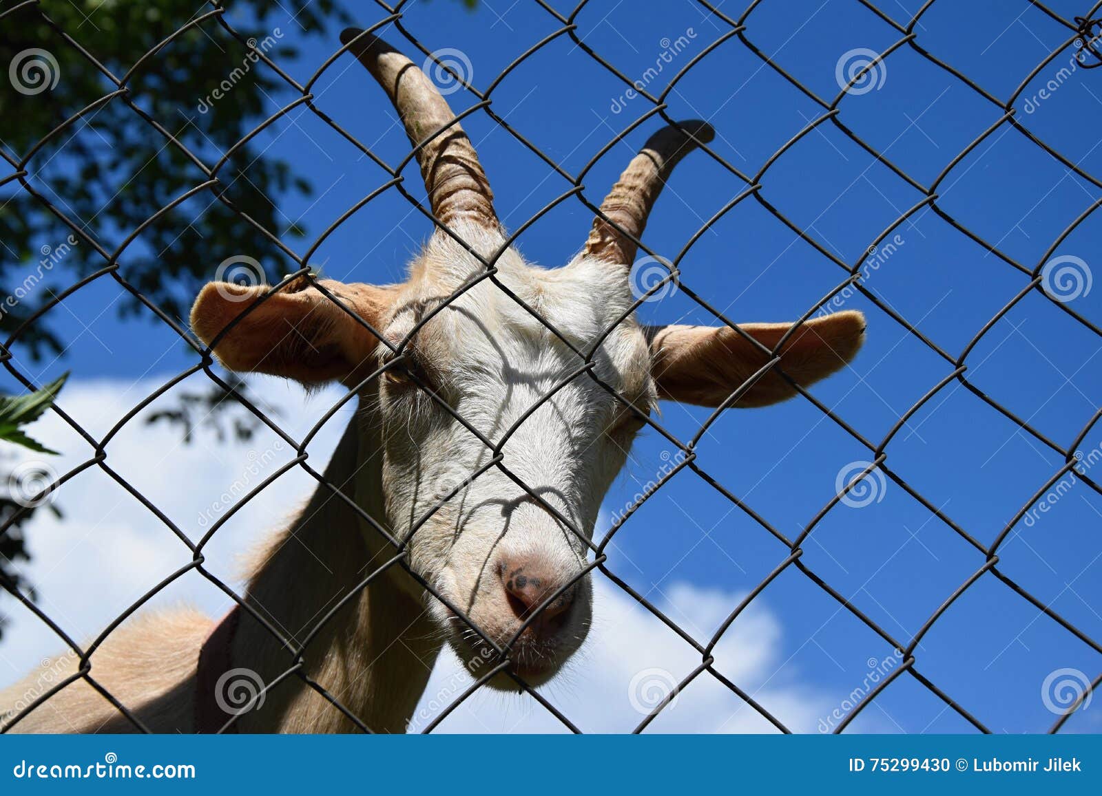 Goat Behind Barbed Fence Stock Image | CartoonDealer.com #108764647