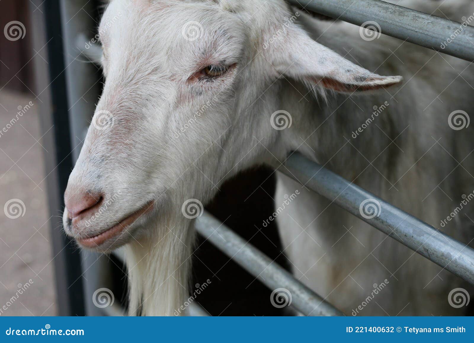 The head of a white goat stock photo. Image of scene - 221400632
