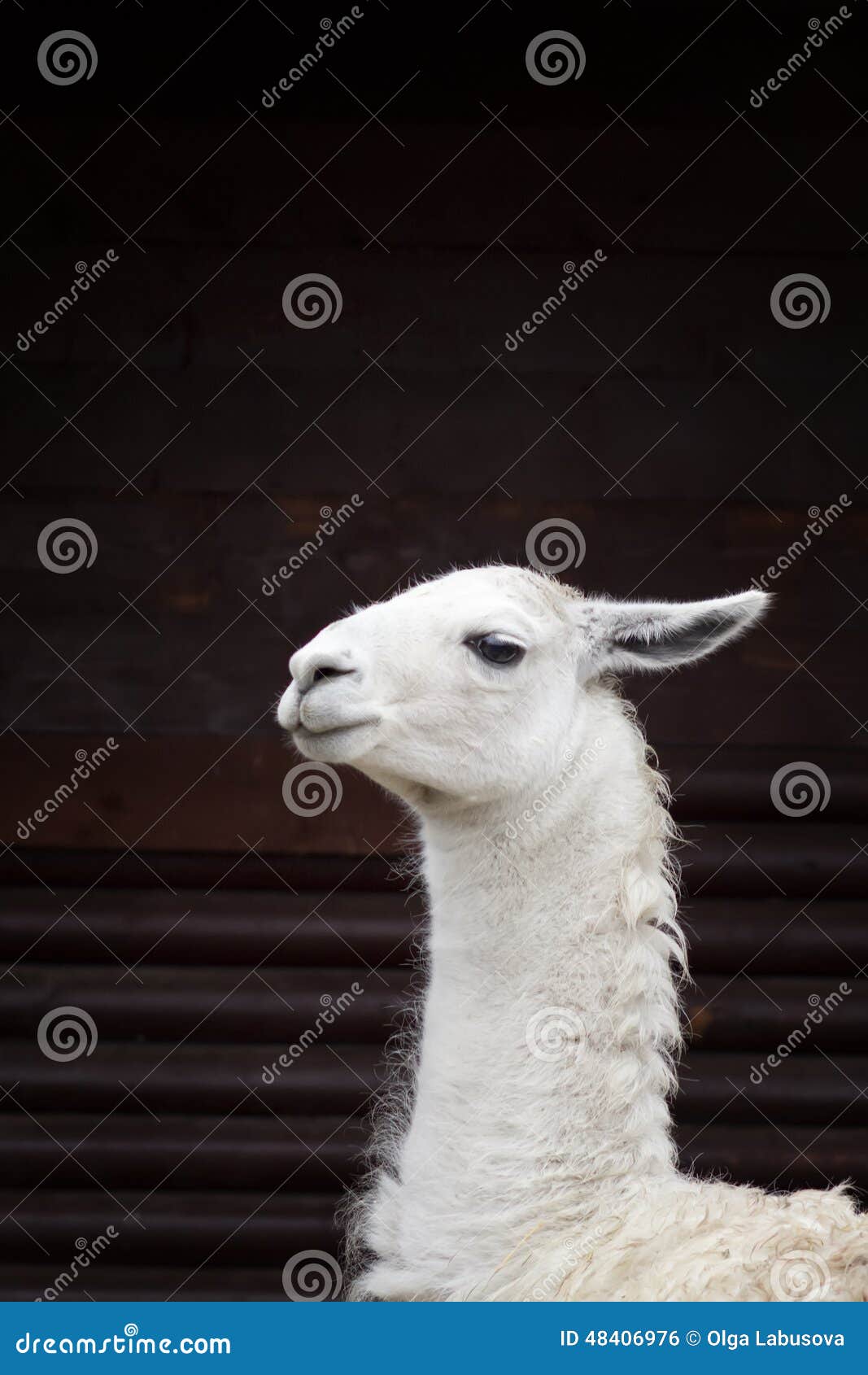 The head of white llama stock photo. Image of young, wild - 48406976