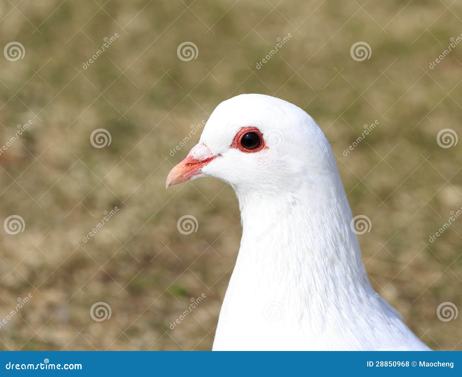 White Pigeon Head Is This A Pigeon Or A Dove? : R/pigeon