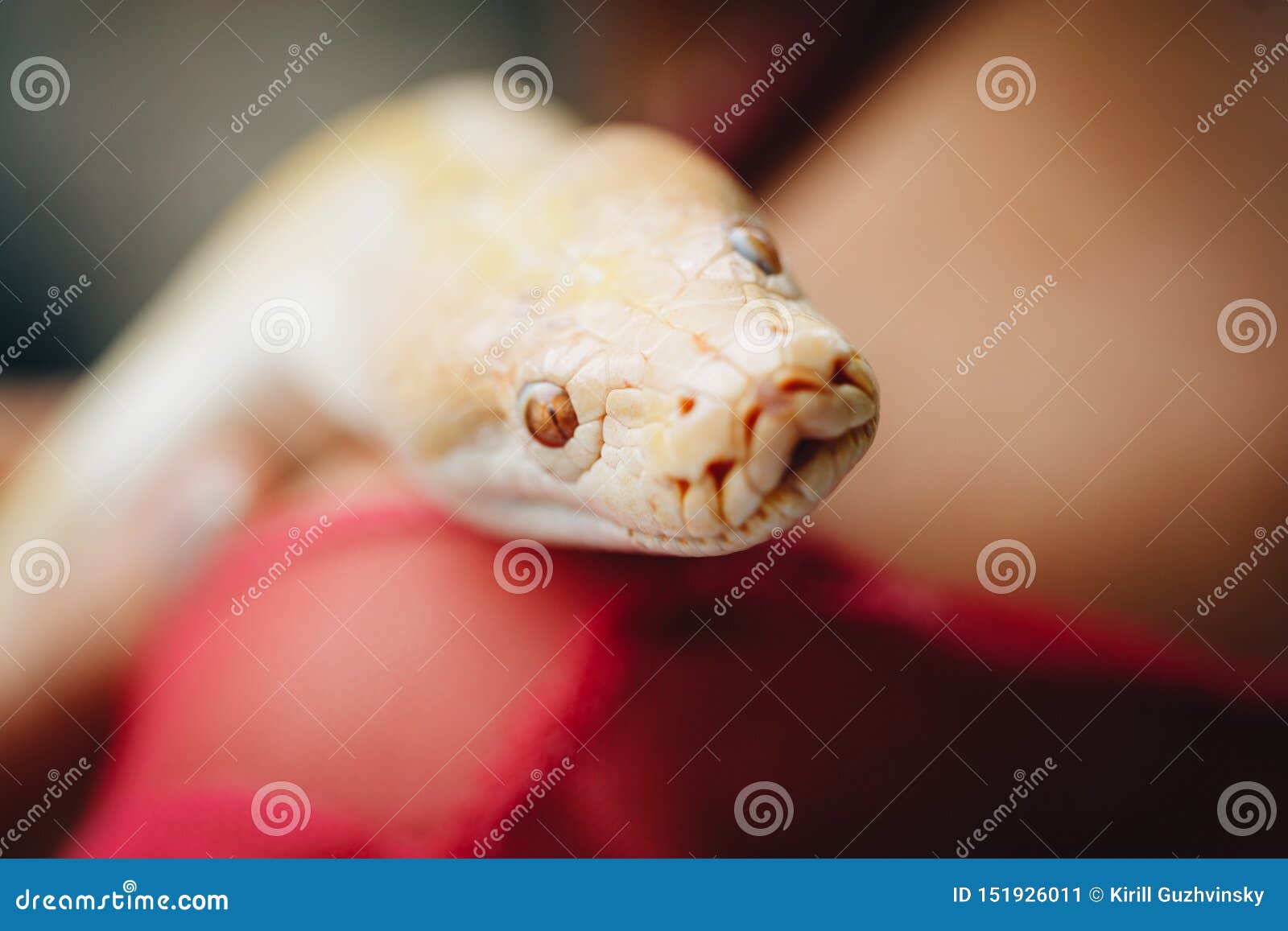 The Head of a White Python in the Hands of a Girl Stock Image - Image ...