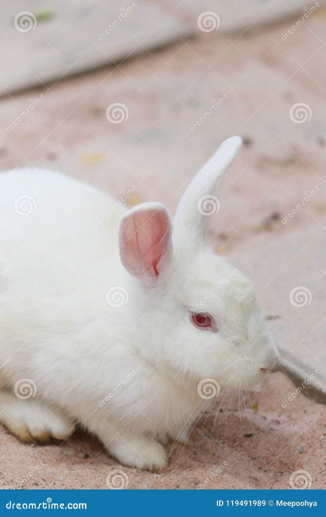 Head of white Rabbit. stock image. Image of closeup - 119491989