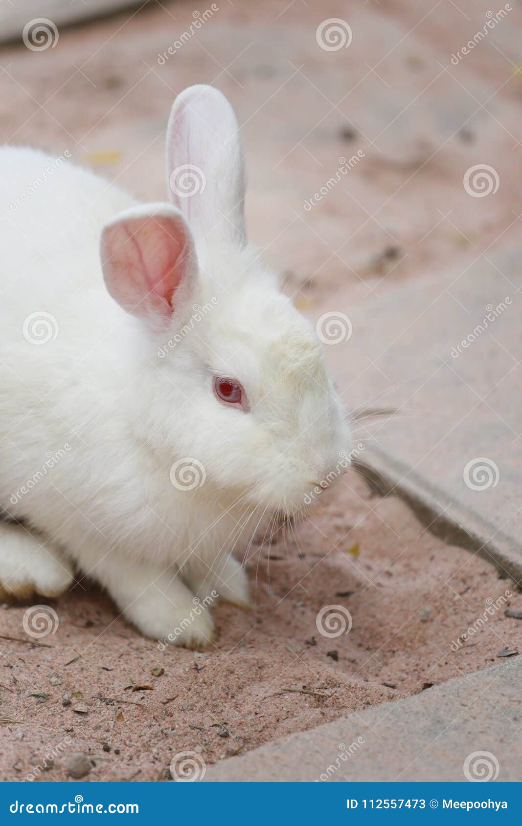 Head of white Rabbit. stock image. Image of baby, animals - 112557473
