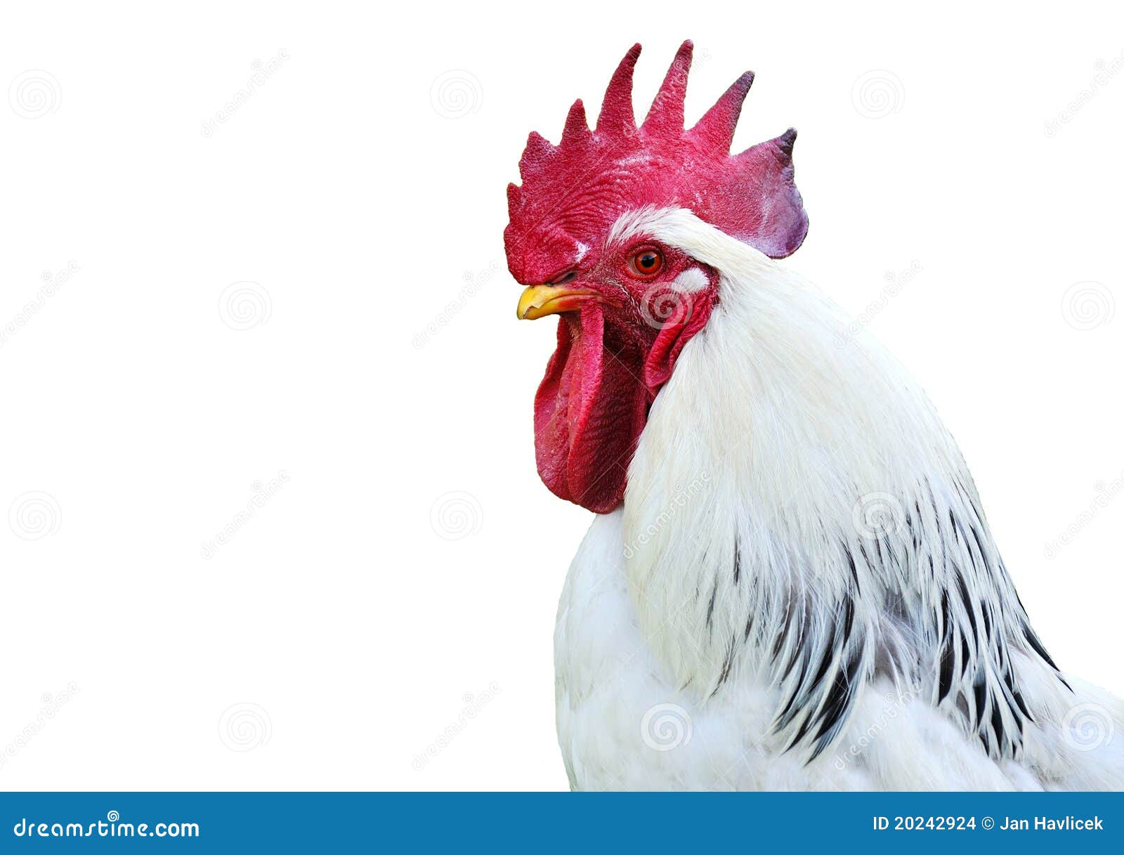 Head of a White rooster stock photo. Image of food, nature - 20242924