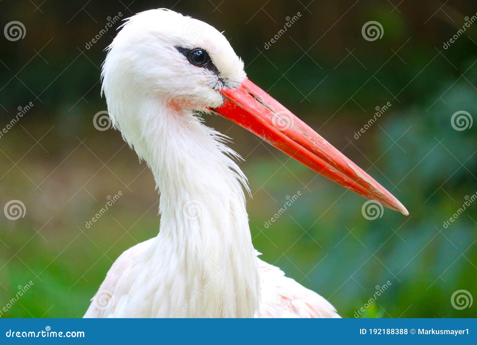 Head of a White Stork in Side View in Front of Blurry Green Leaves ...
