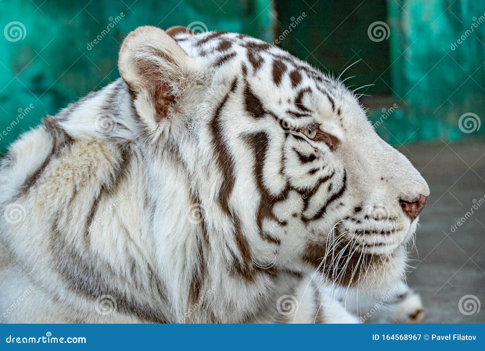 The Head of the White Tiger. Profile Stock Image - Image of animal ...