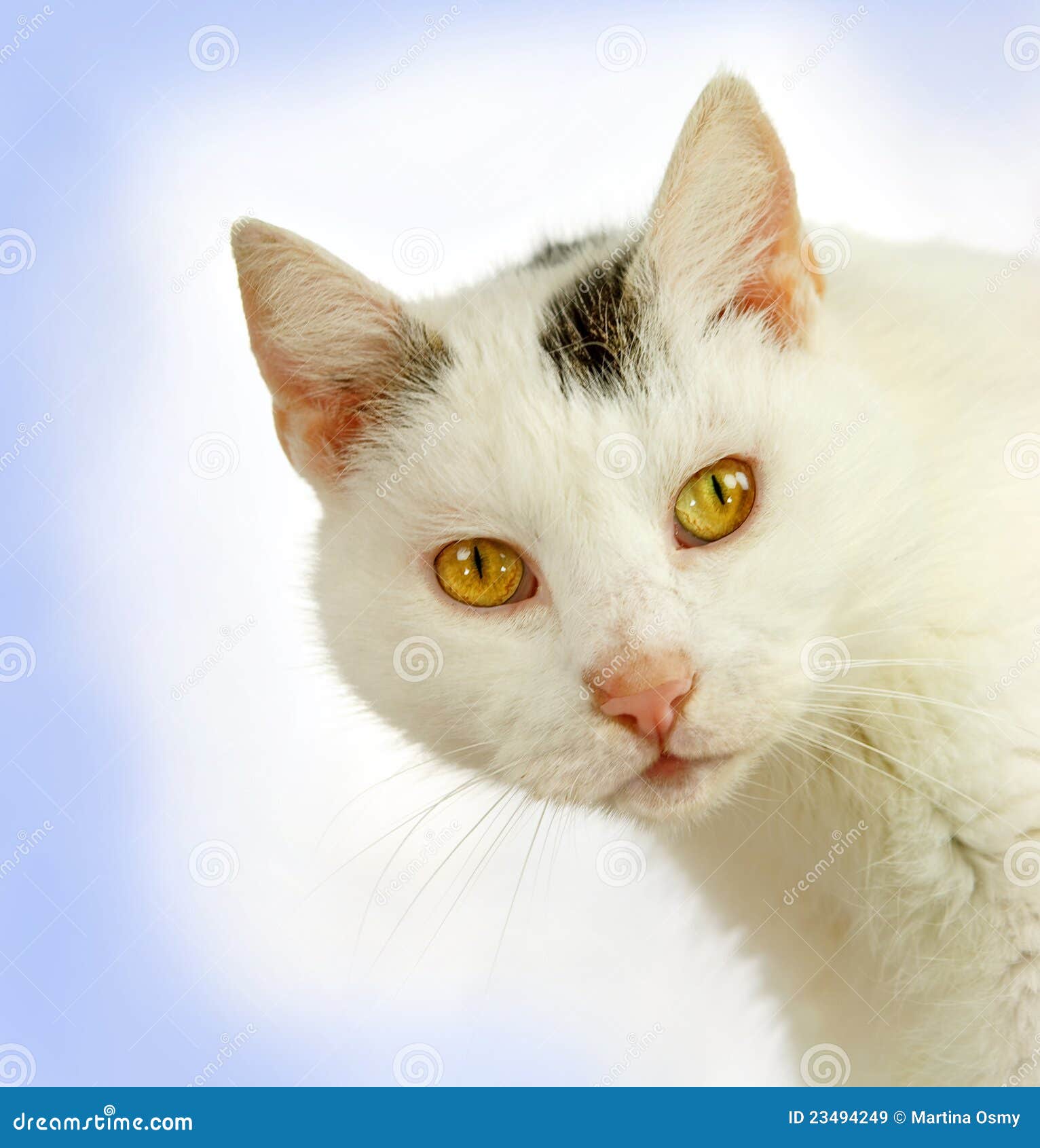 Head of a white tomcat stock image. Image of view, close - 23494249