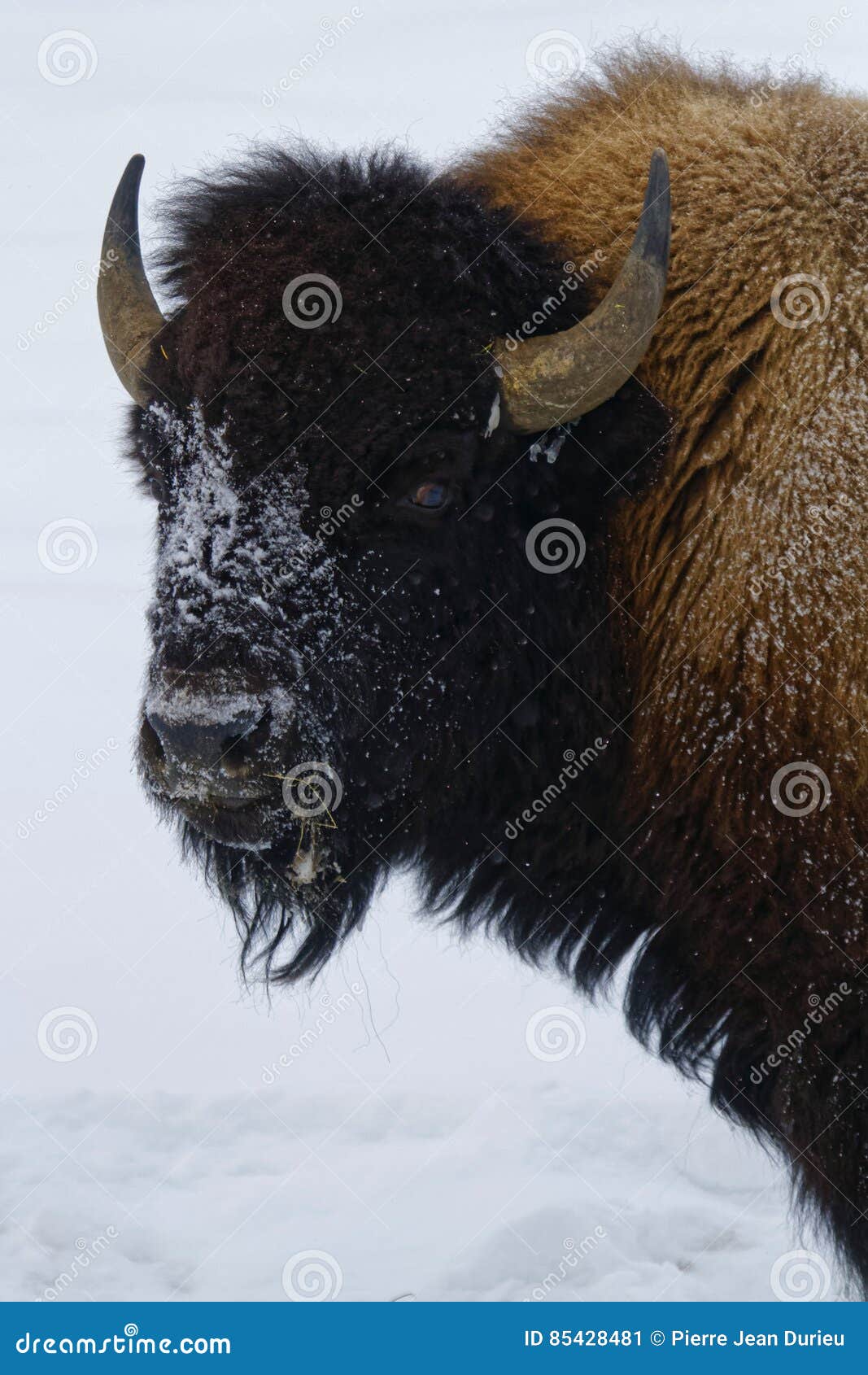 Head of a wild bison stock image. Image of buffalo, america - 85428481