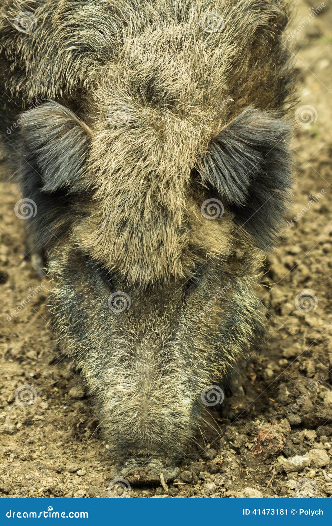 Head of wild boar stock image. Image of brown, forest - 41473181
