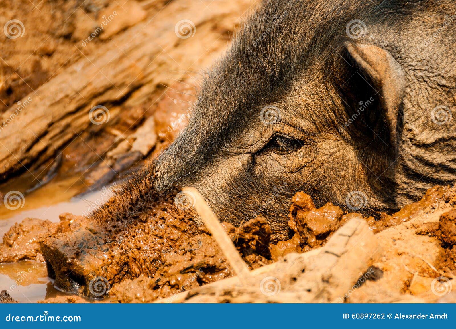 Head of Wild Boar in Mud stock photo. Image of myanmar - 60897262