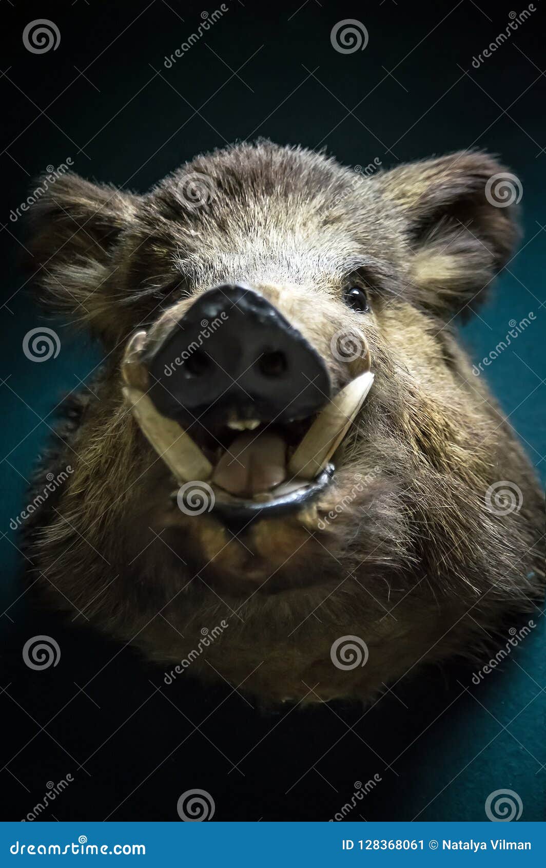 Boar head. close-up. stock image. Image of trophy, creature - 128368061