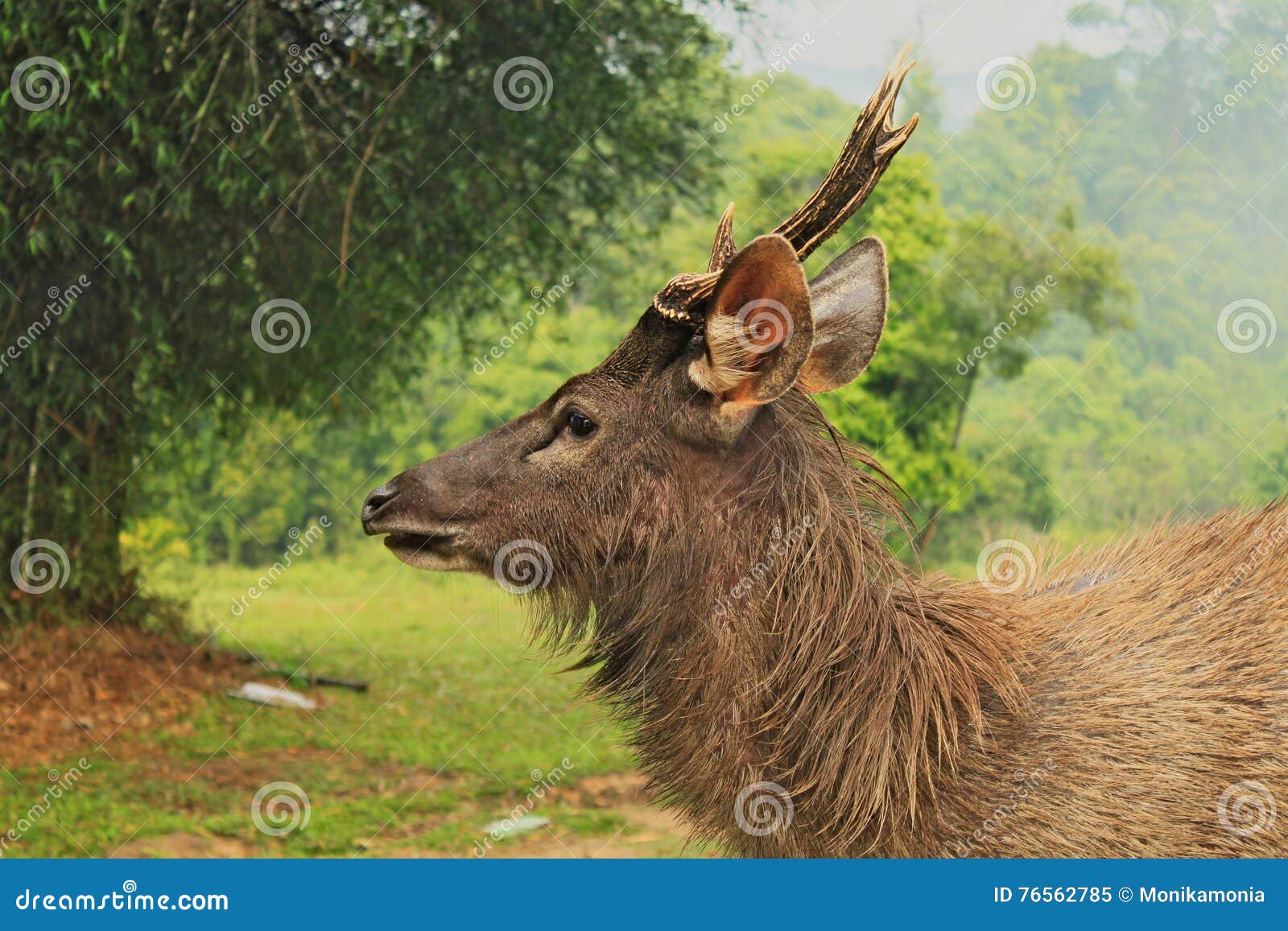 Head of Wild Dear Looking on Left Stock Image - Image of grass, forest ...