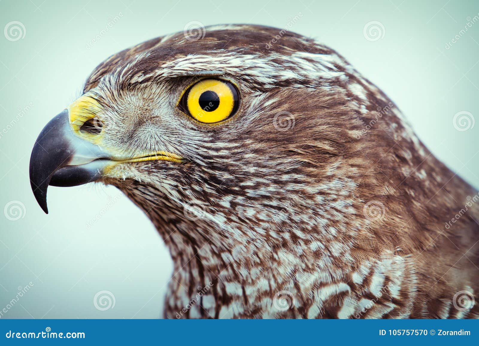 Head of wild goshawk stock photo. Image of park, mountains - 105757570