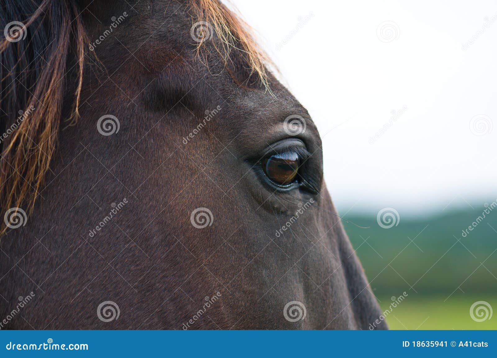 Head of a Wild Horse in the Wilderness Stock Image - Image of flora ...