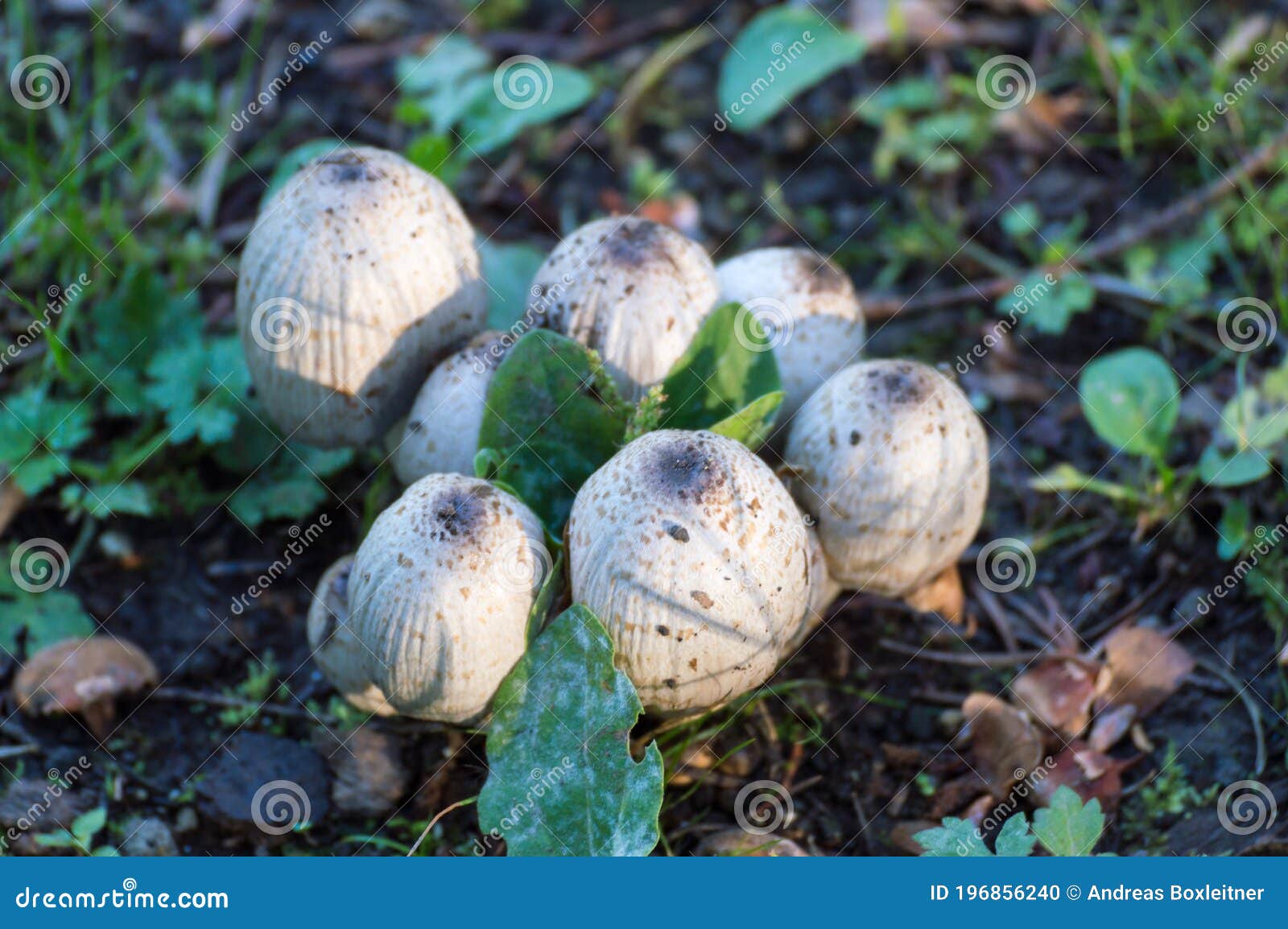 Head of Wild Meadow Puffball on Meadow Stock Photo - Image of landscape ...