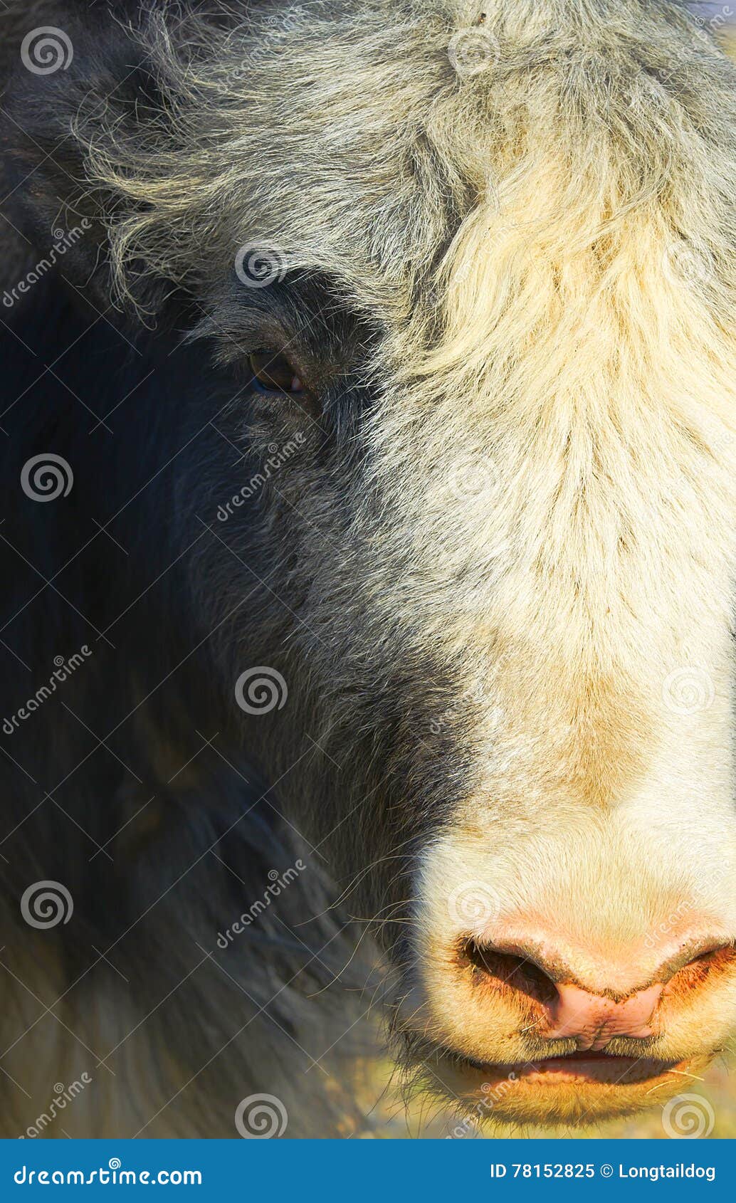 Head of wild yak stock image. Image of asia, bull, mammal - 78152825