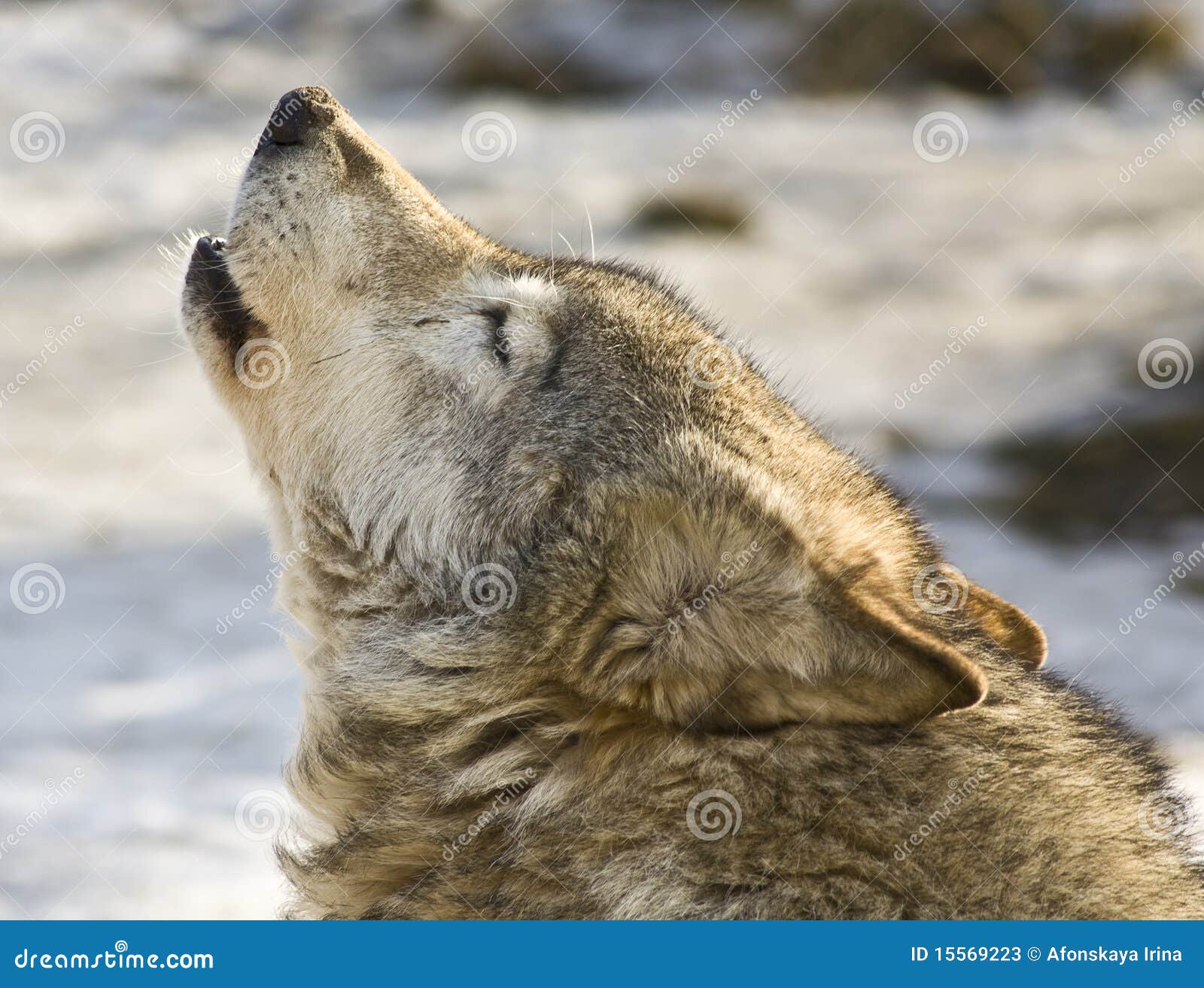 Head of wolf stock image. Image of mammal, fauna, head - 15569223
