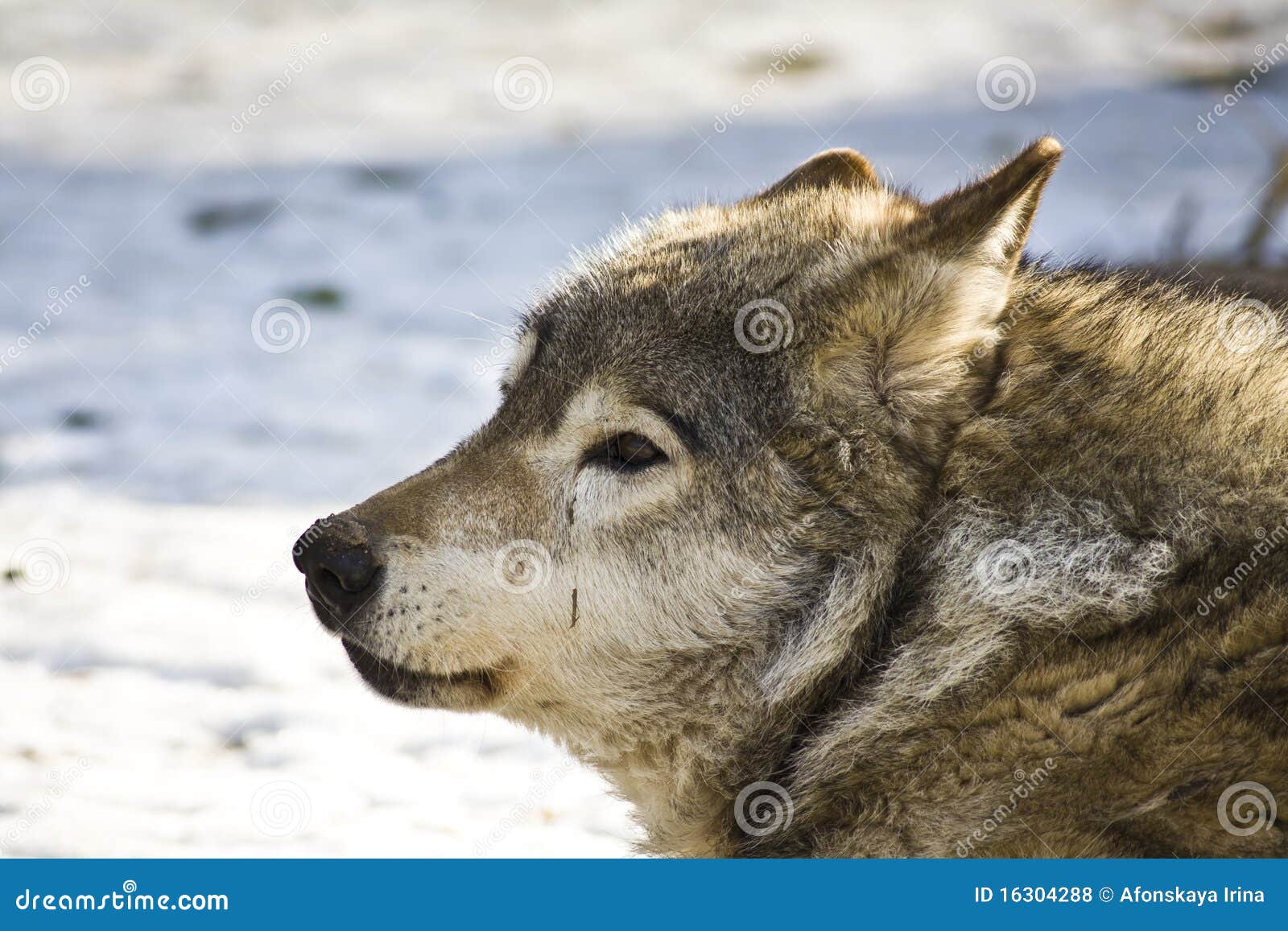 Head of wolf stock photo. Image of head, moscow, fauna - 16304288