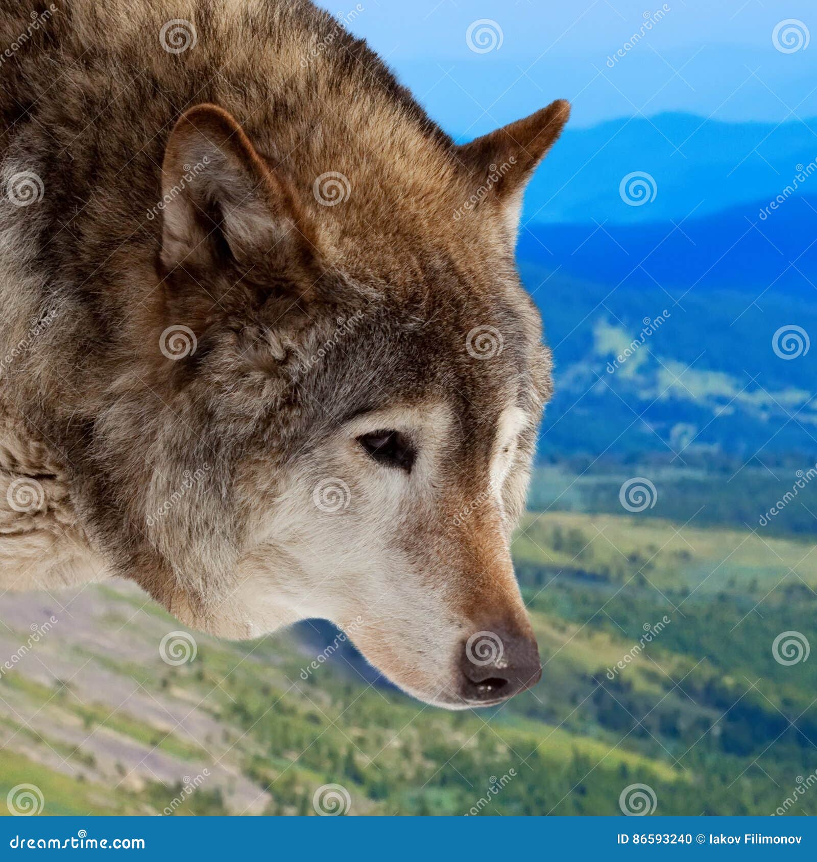 Head of Wolf Against Wildness Stock Photo - Image of canadian, canis ...