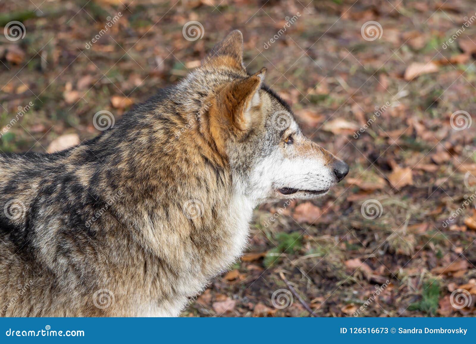 Wolf Side Profile Landscape Royalty-Free Stock Image | CartoonDealer ...