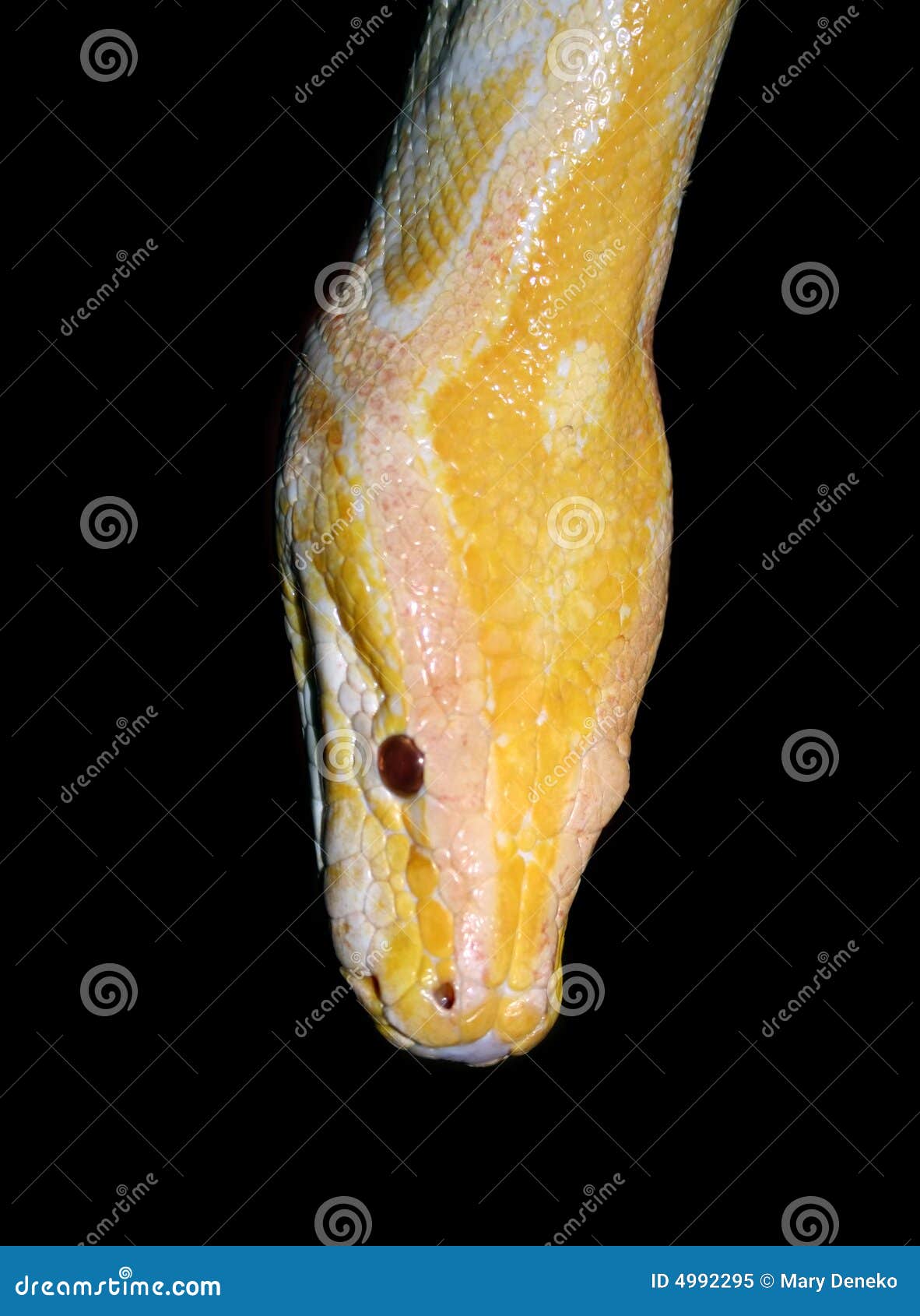 Head Of The Yellow Snake Stock Image | CartoonDealer.com #4992295