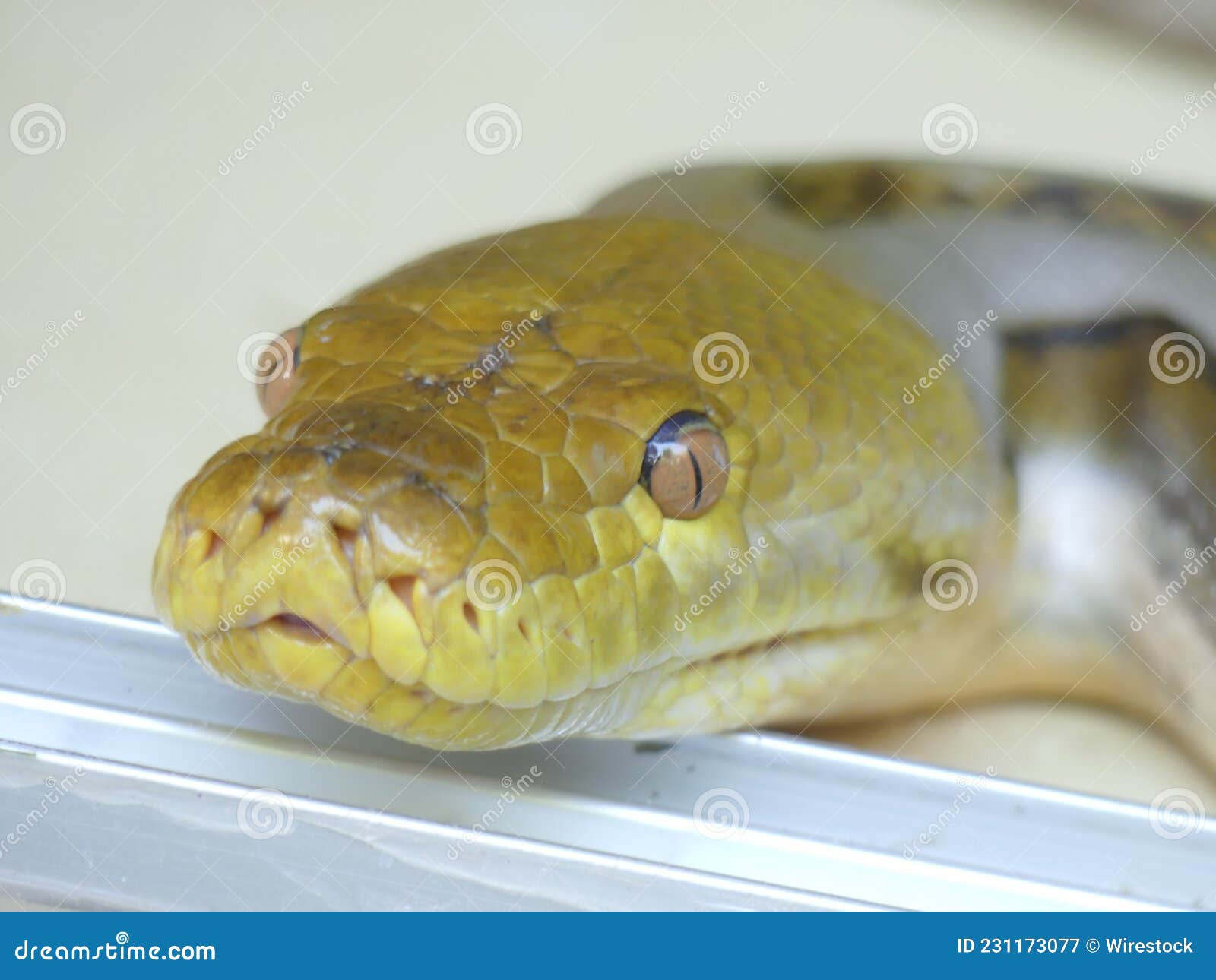 Head of a yellow snake stock image. Image of snake, eyes - 231173077