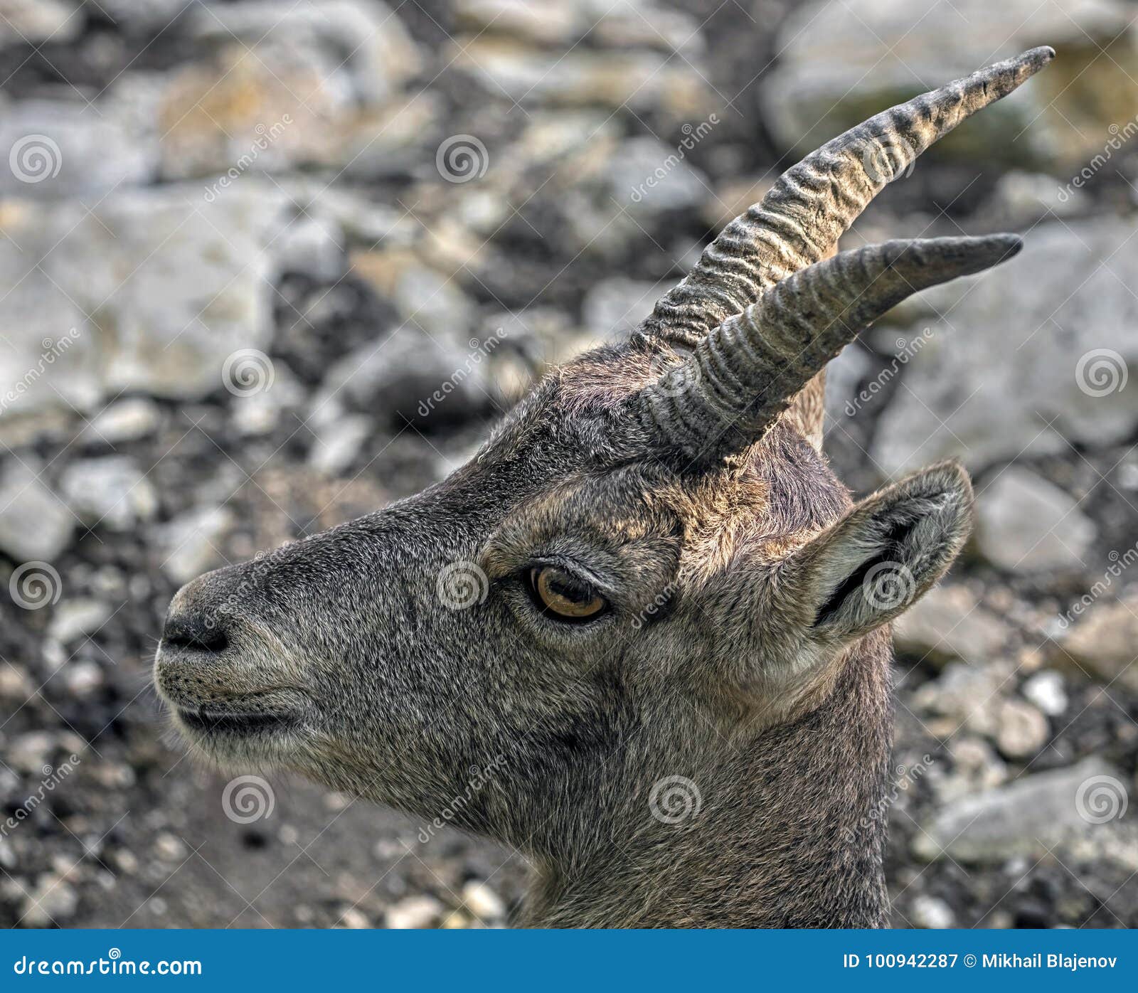 Head of Young Alpine Ibex 1 Stock Image - Image of pasture, grass ...