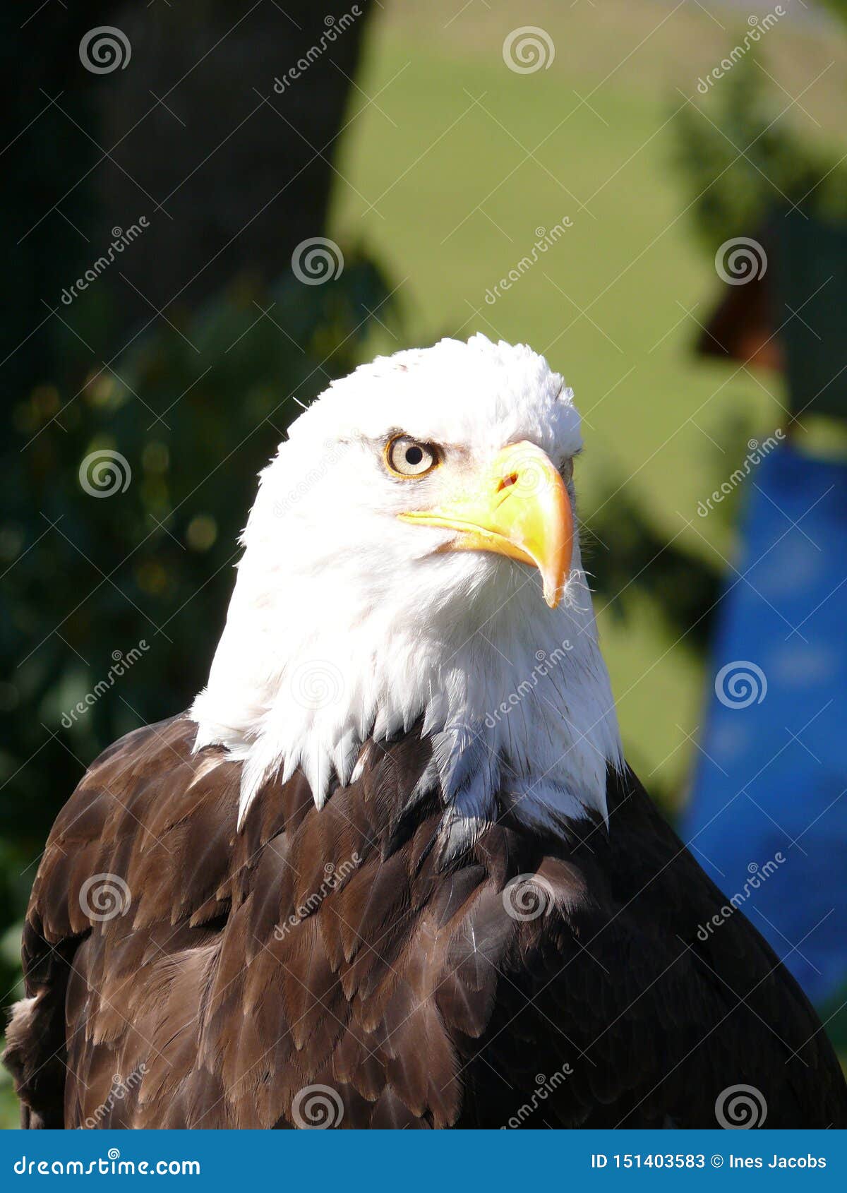 Head of a bald eagle stock image. Image of bird, eagle - 151403583