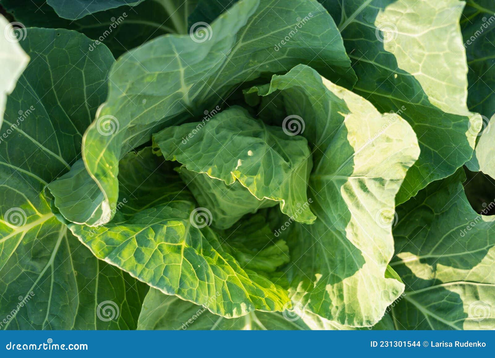 Head of Young Cabbage, Green Leaves of Inflorescence. Top View Stock ...