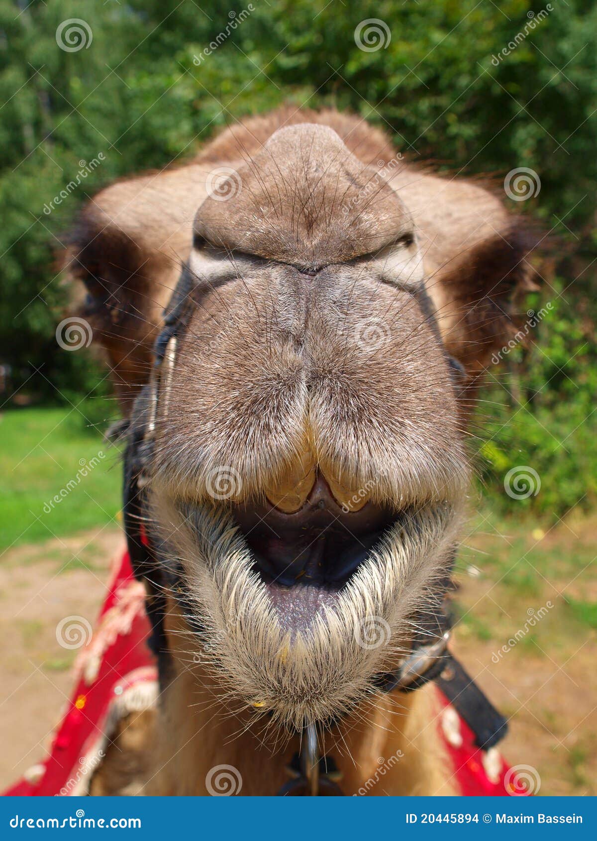 The head of a young camel stock photo. Image of closeup - 20445894