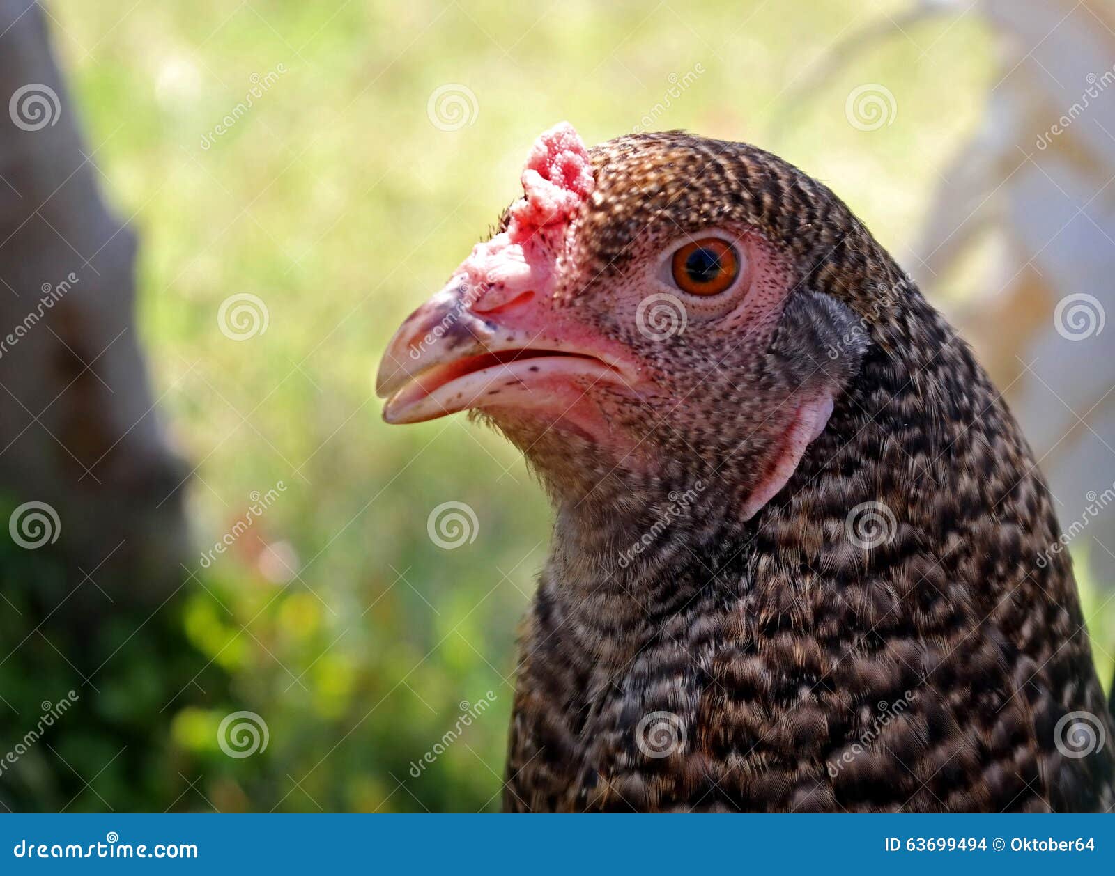 The Head of a Young Chicken Stock Photo - Image of chick, outdoors ...