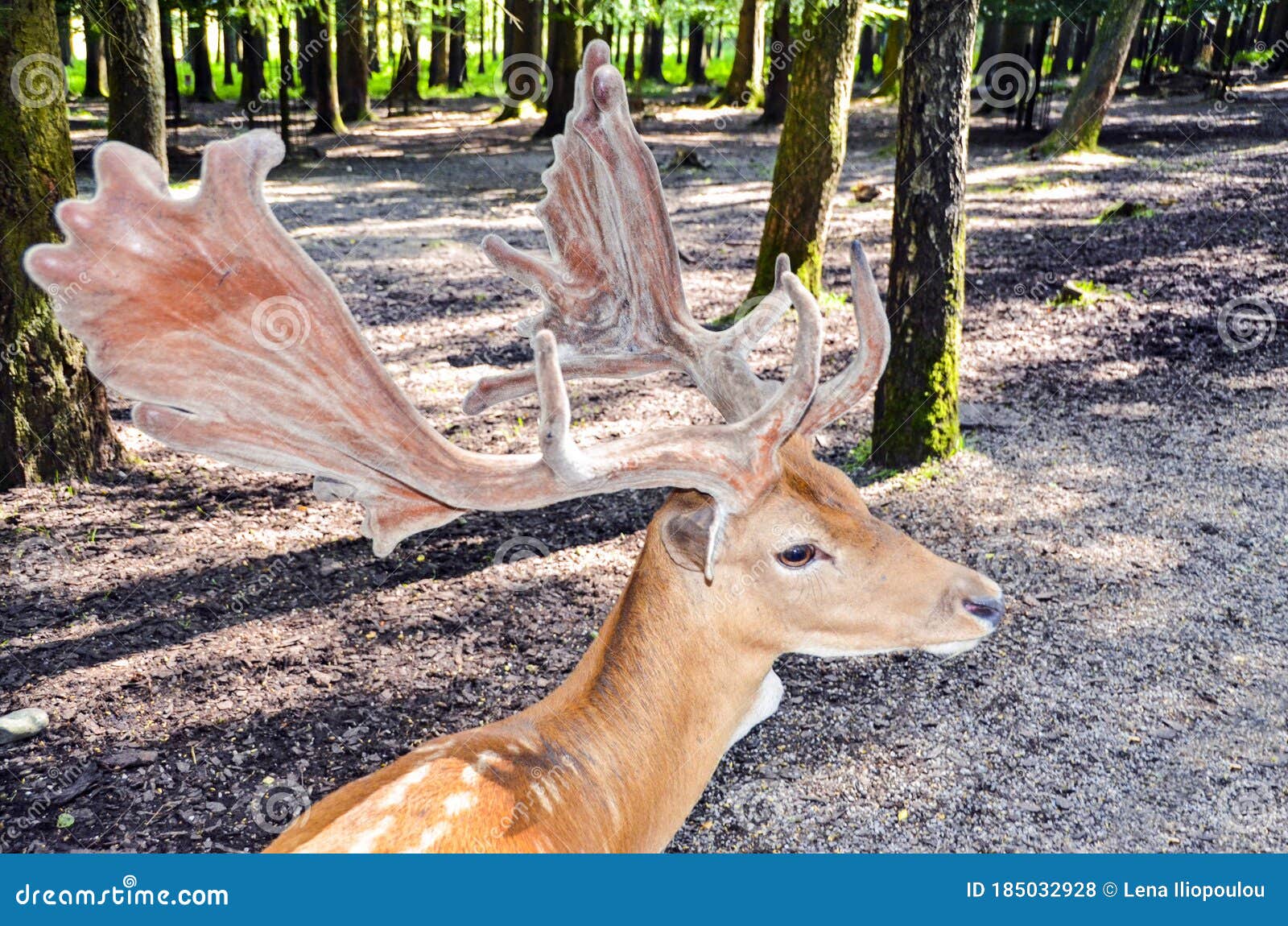 Head of a Young Deer with Horns Stock Photo - Image of stag, trees ...
