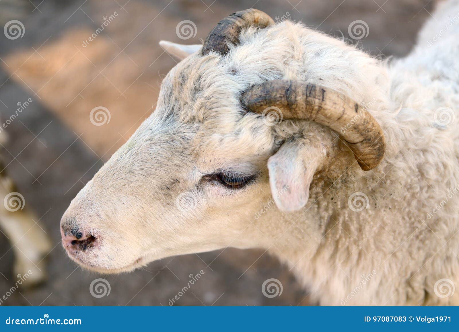 Head of a young lamb stock image. Image of livestock - 97087083