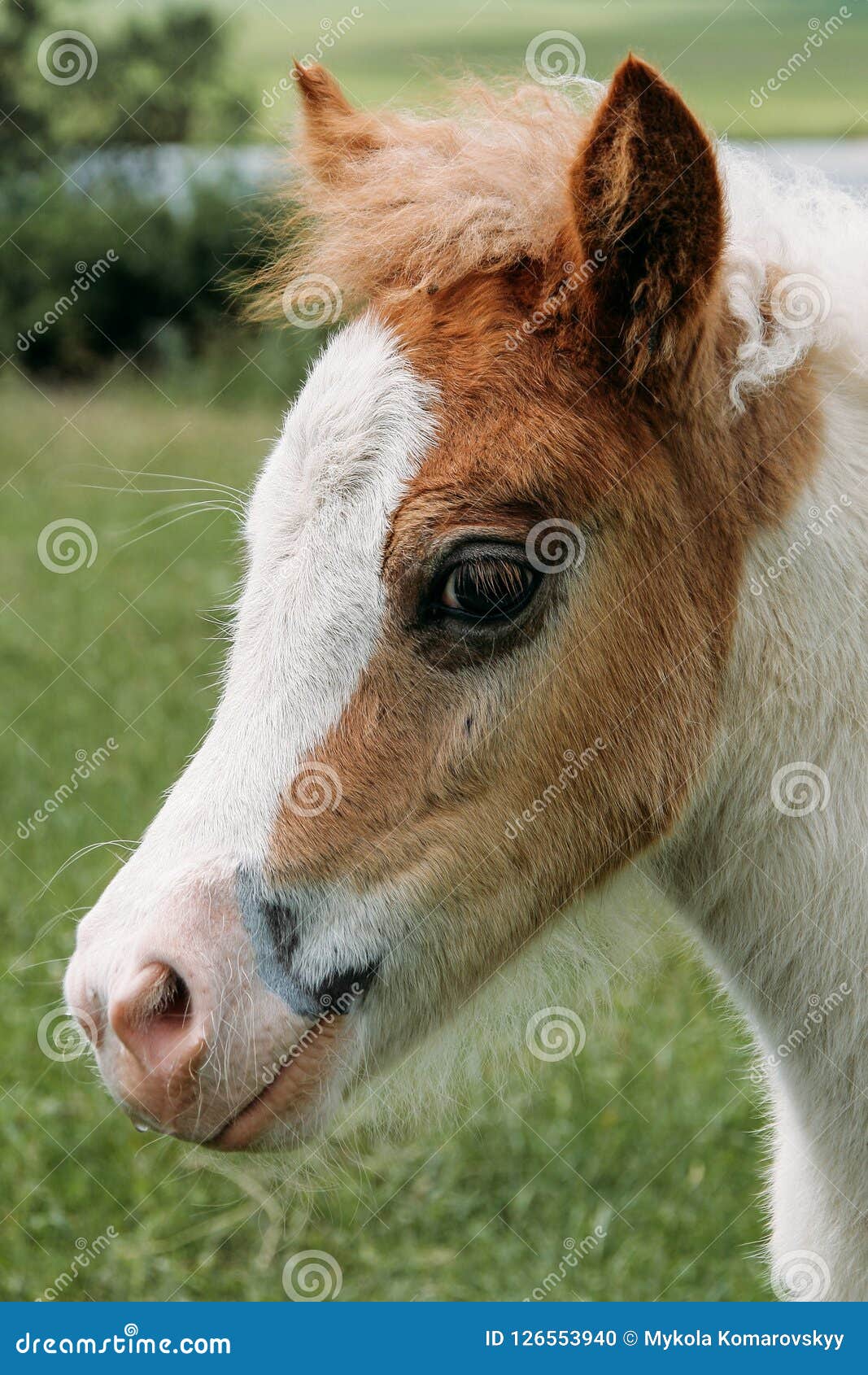 Head of young pony stock photo. Image of young, domestic - 126553940