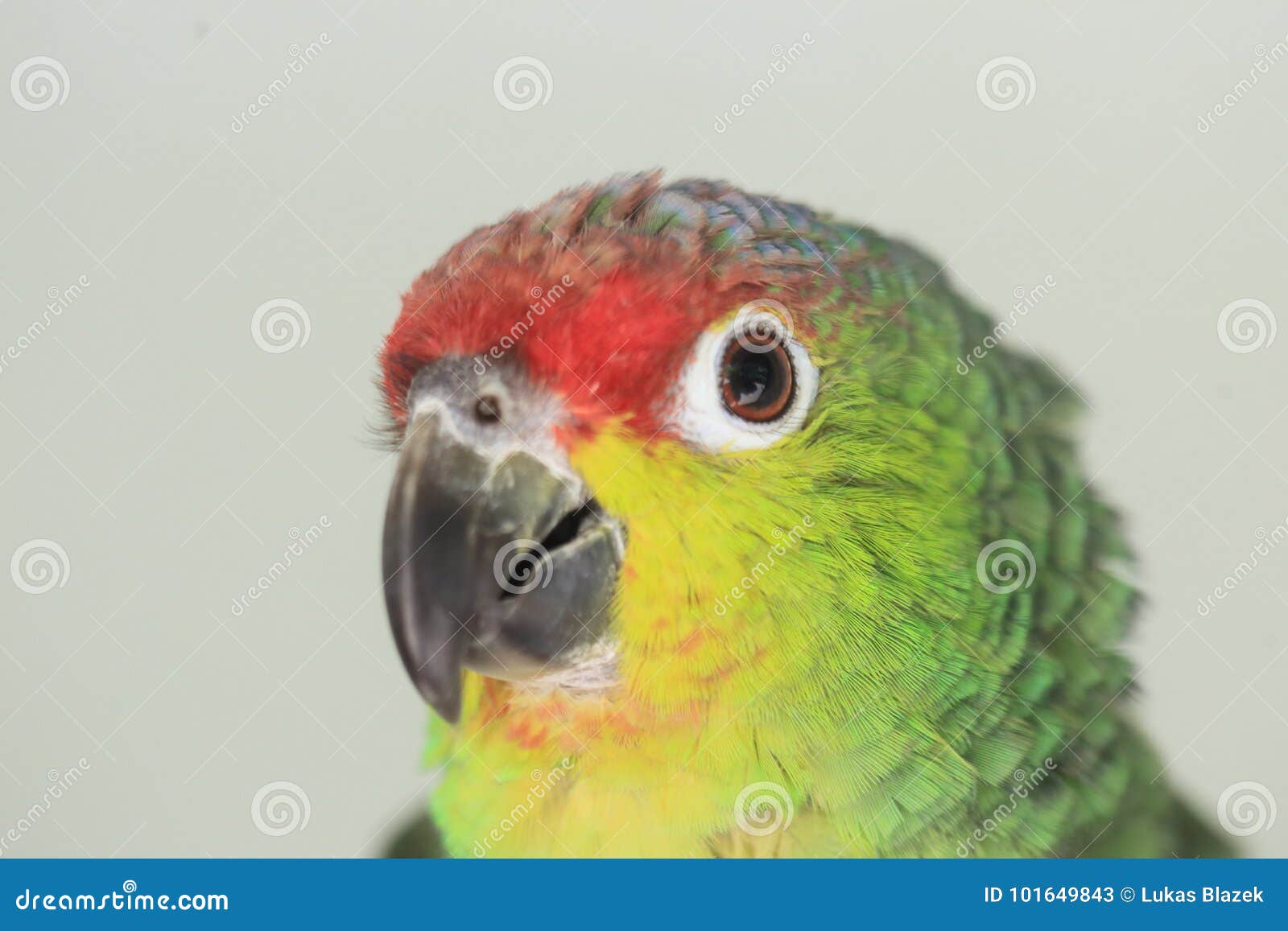 Red-browed amazon parrot stock image. Image of nature - 101649843