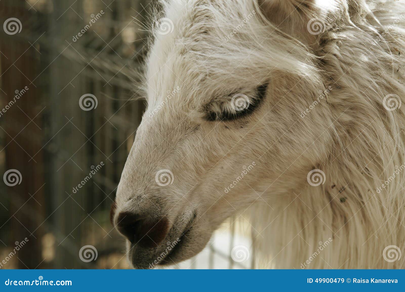 Smiling Goat Royalty-Free Stock Photo | CartoonDealer.com #98052009