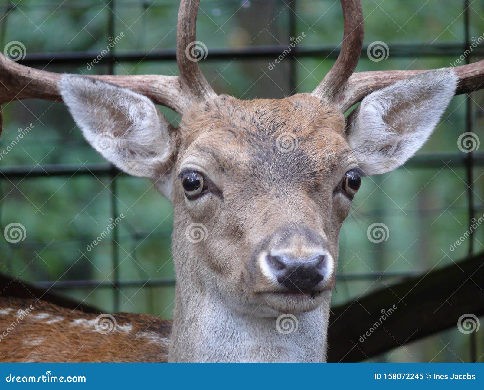 Head of a young Stag stock image. Image of head, horn - 158072245