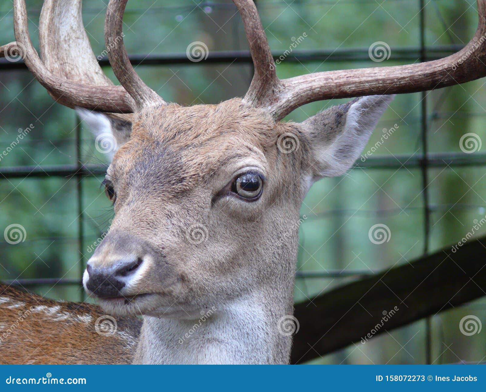 Head of a young Stag stock image. Image of wild, antlers - 158072273