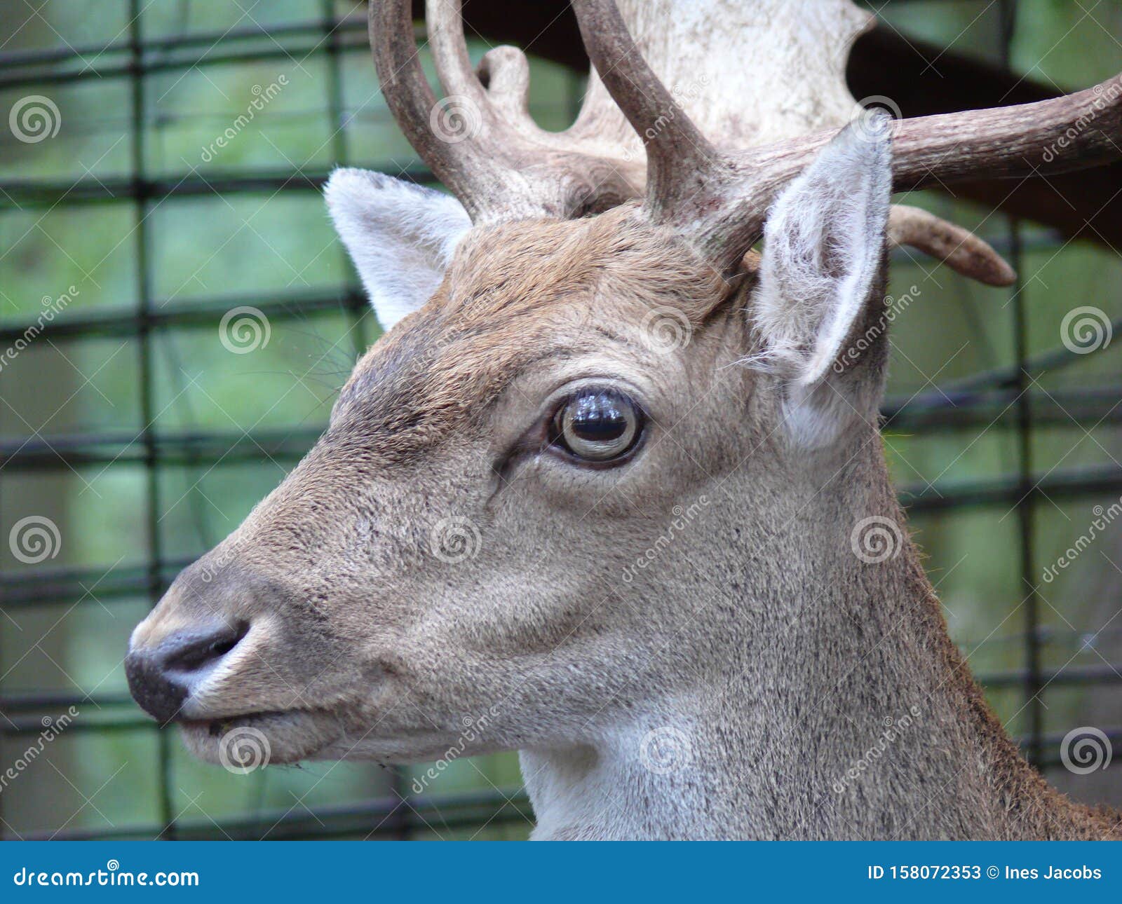 Head of a young Stag stock image. Image of brown, horn - 158072353