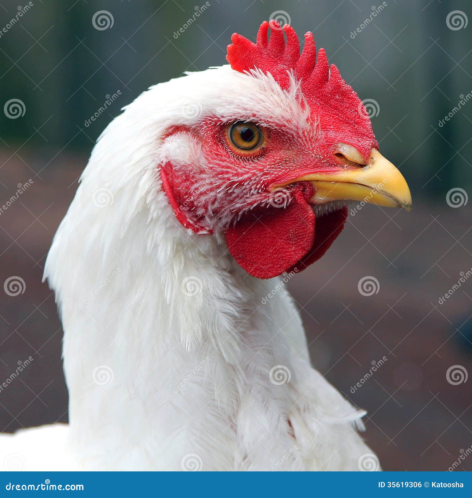 Head of Young White Rooster Stock Photo - Image of head, farming: 35619306