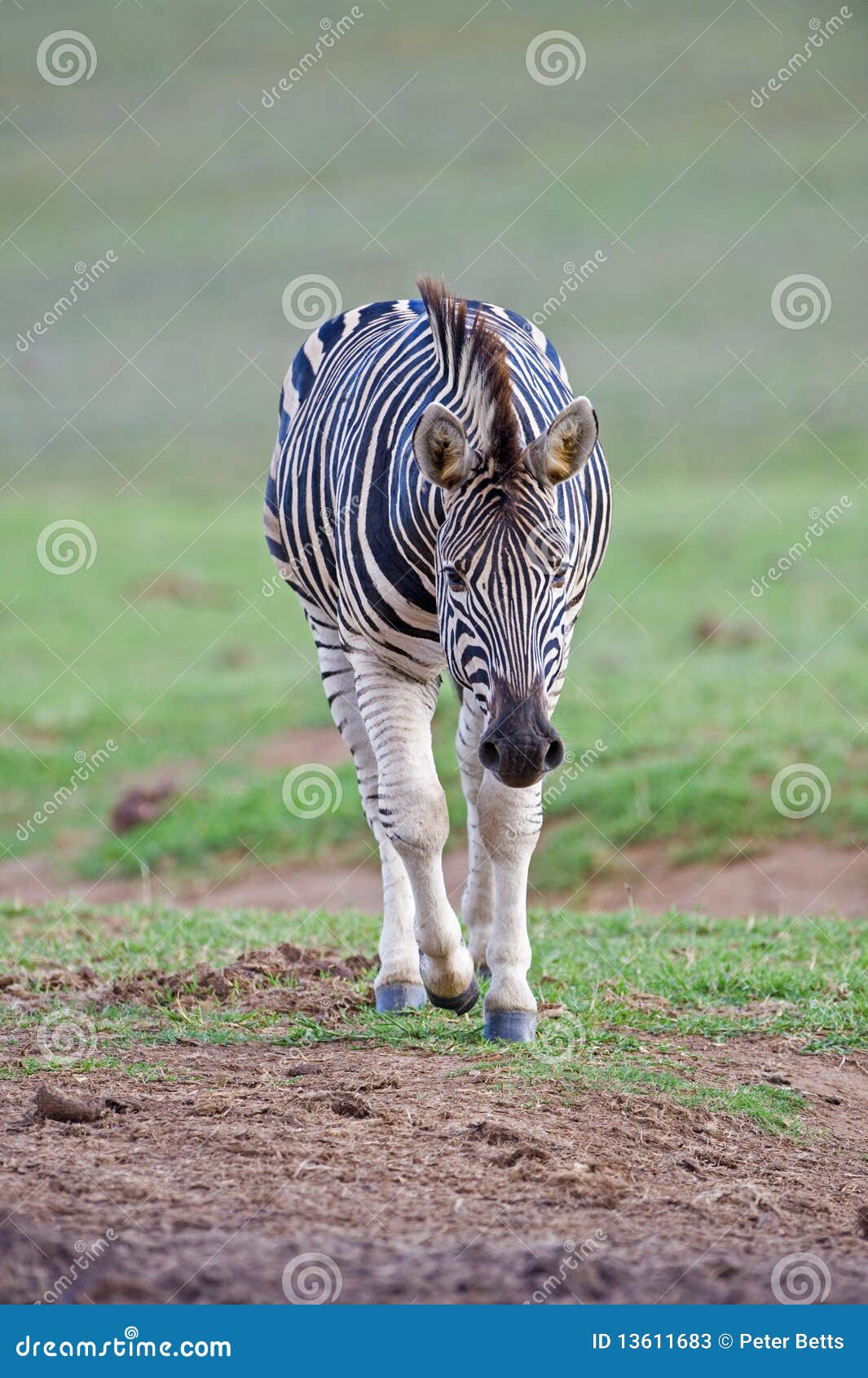 Head on Zebra stock image. Image of safari, south, male - 13611683