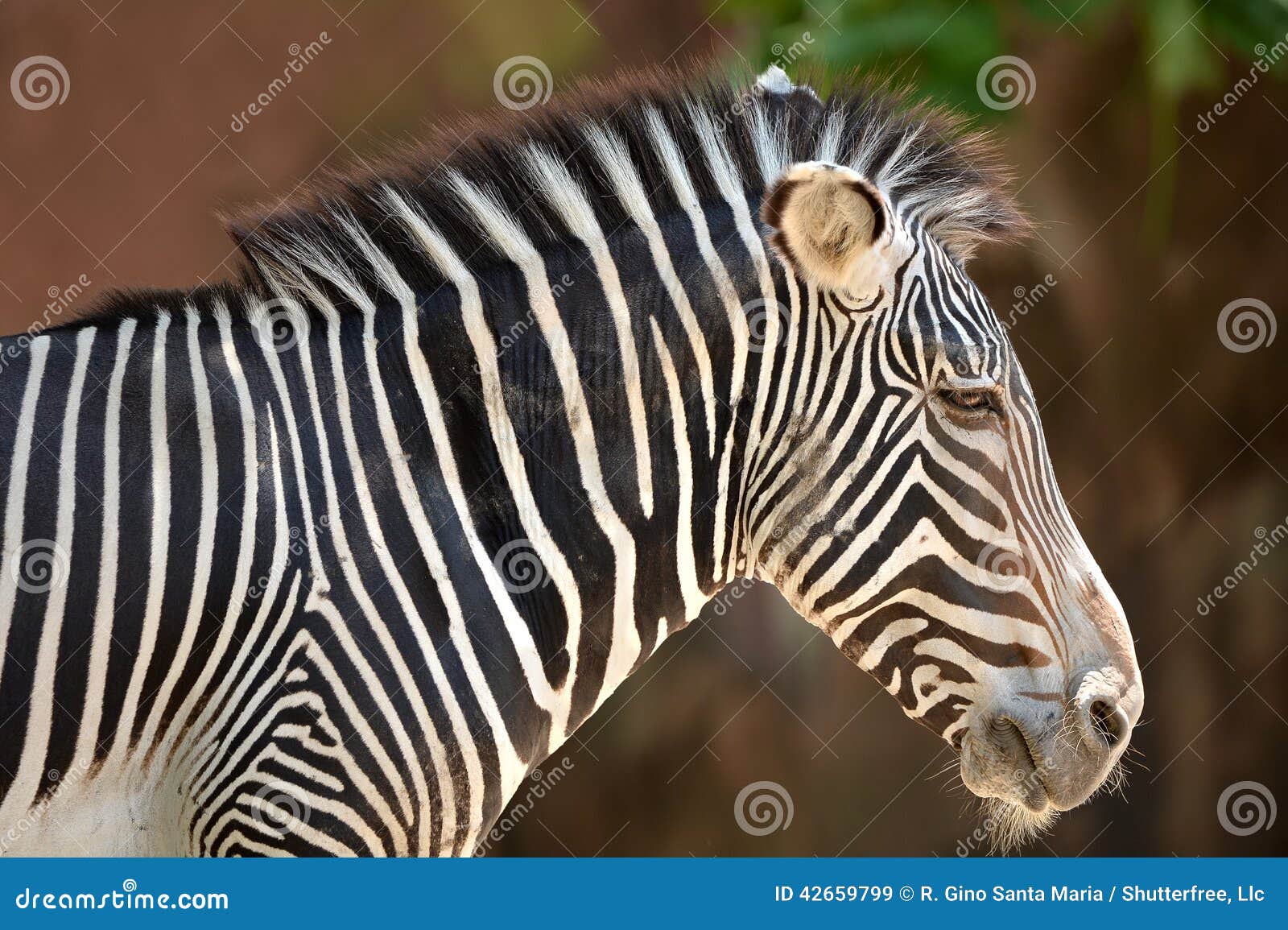 Head of Zebra stock image. Image of african, outdoors - 42659799