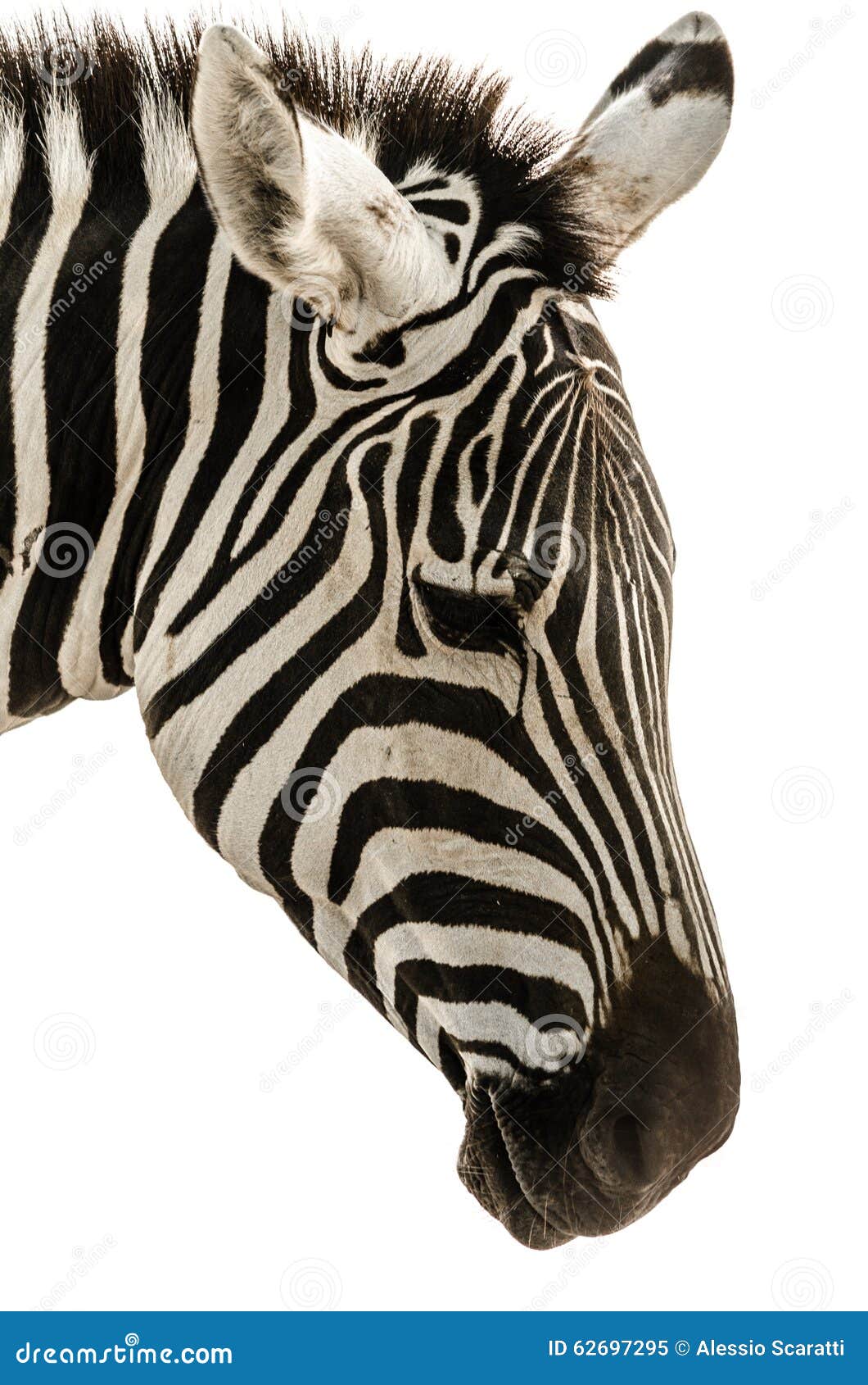 Head of zebra stock image. Image of nature, cute, safari - 62697295