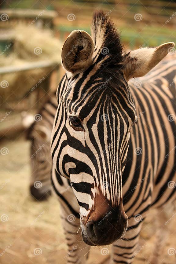 Head of zebra stock photo. Image of hairy, adult, closeup - 34366768