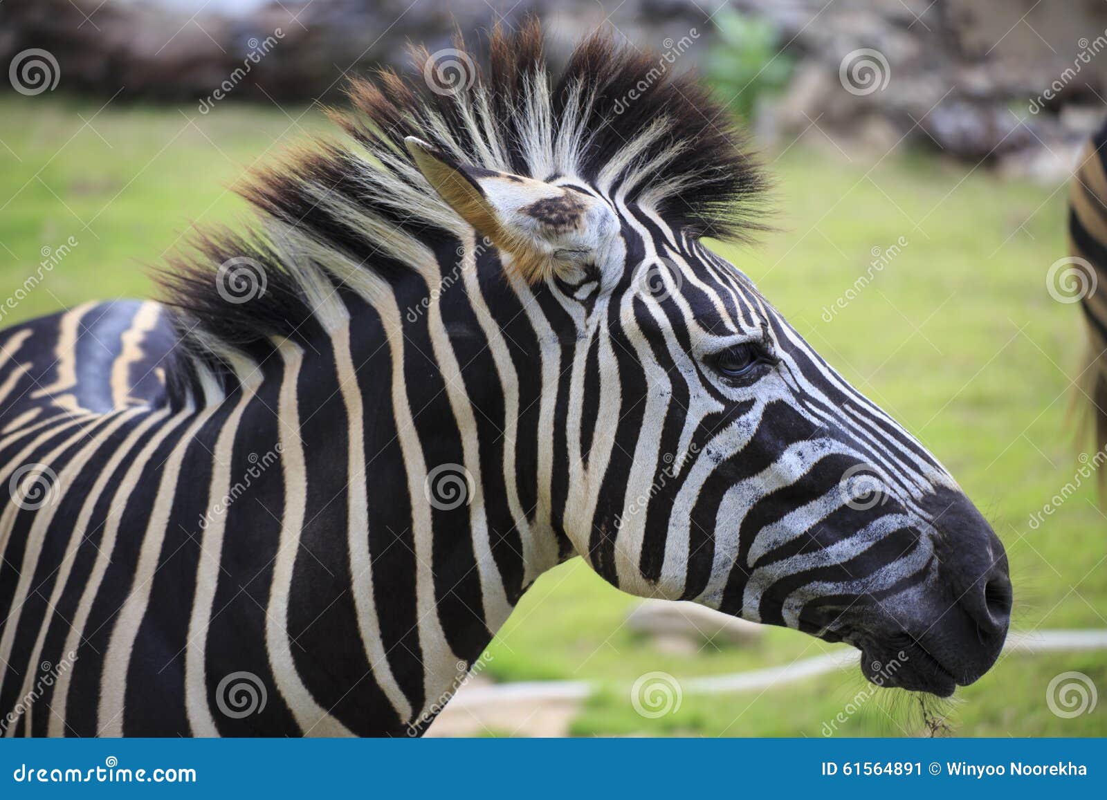 Head of zebra stock image. Image of park, line, nature - 61564891
