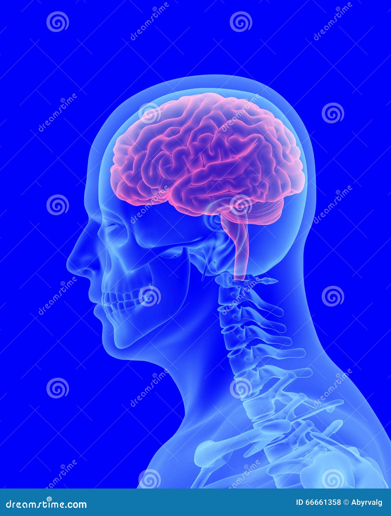 Headache X-ray Scan Of Human Body With Visible Brain 3d Render Royalty ...