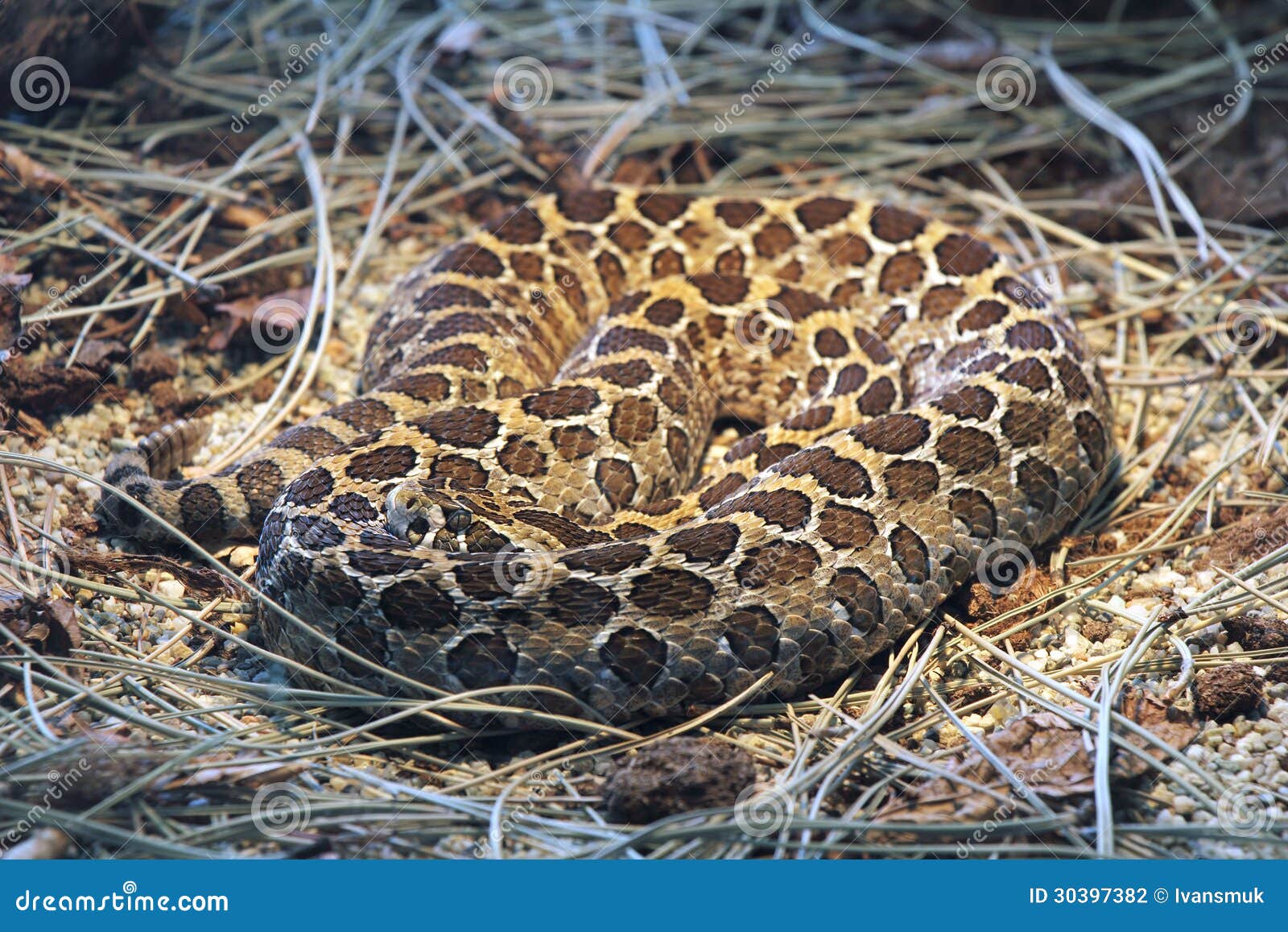 Headed rattlesnake stock photo. Image of reptilian, reptile - 30397382