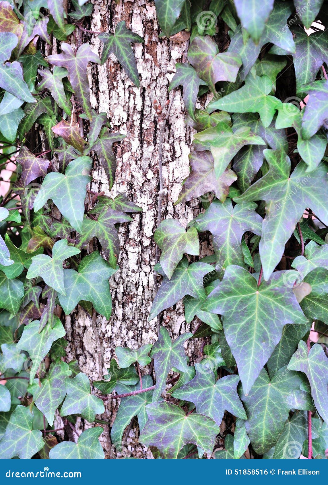 The Hidden Tree stock photo. Image of leaves, ivory, headend - 51858516